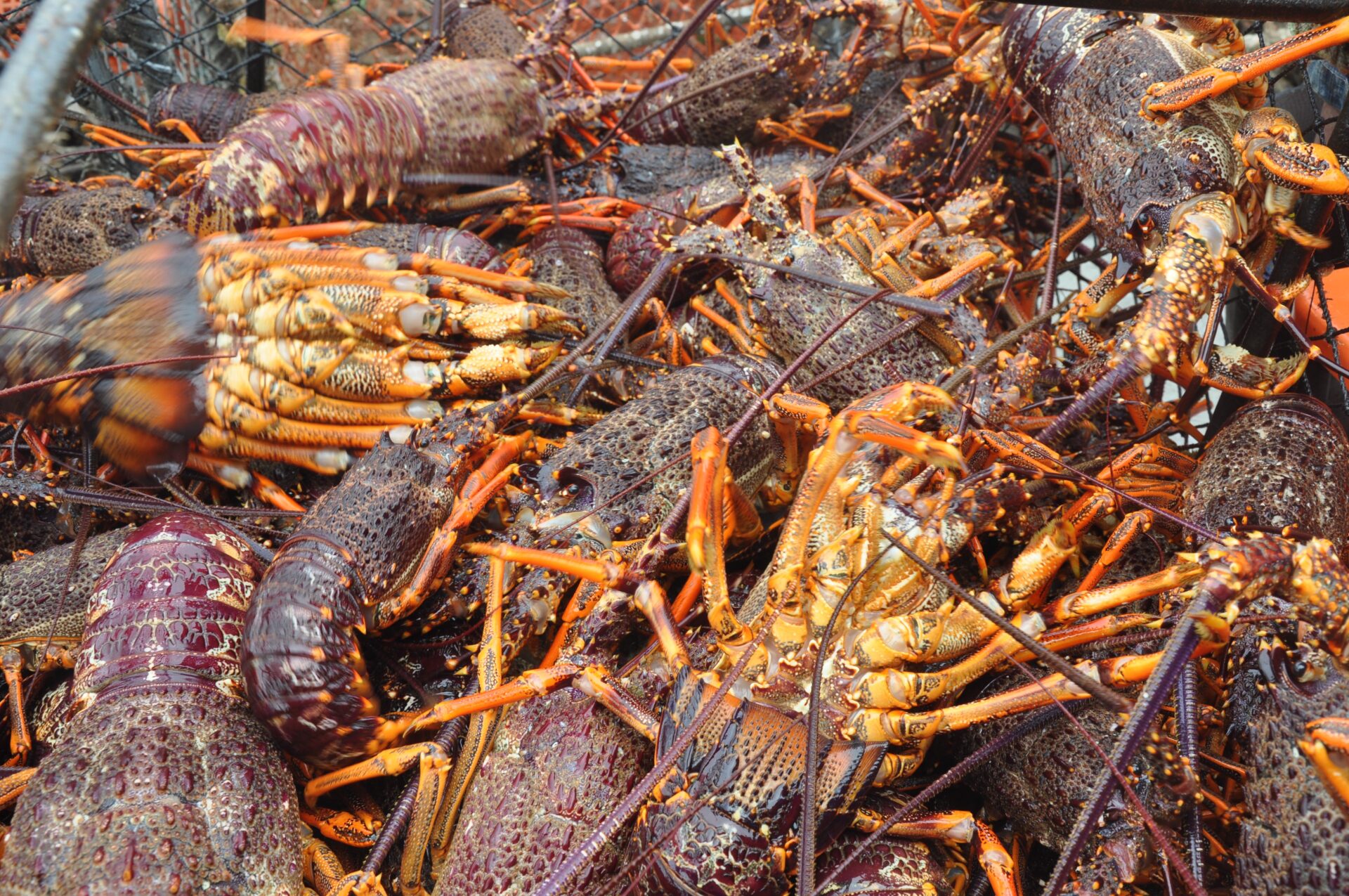 Eating & Drinking – The Chatham Islands